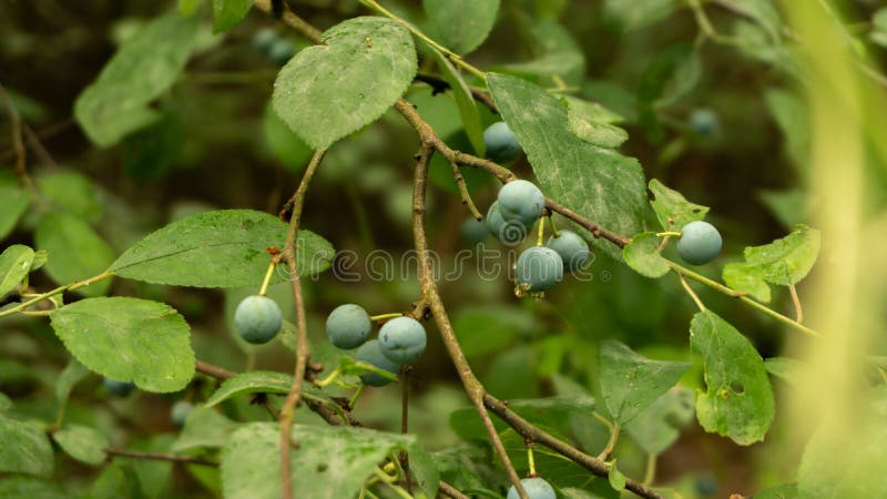 Tree with Amazing Fruits Growing in the Forest Stock Photo - Image of ...