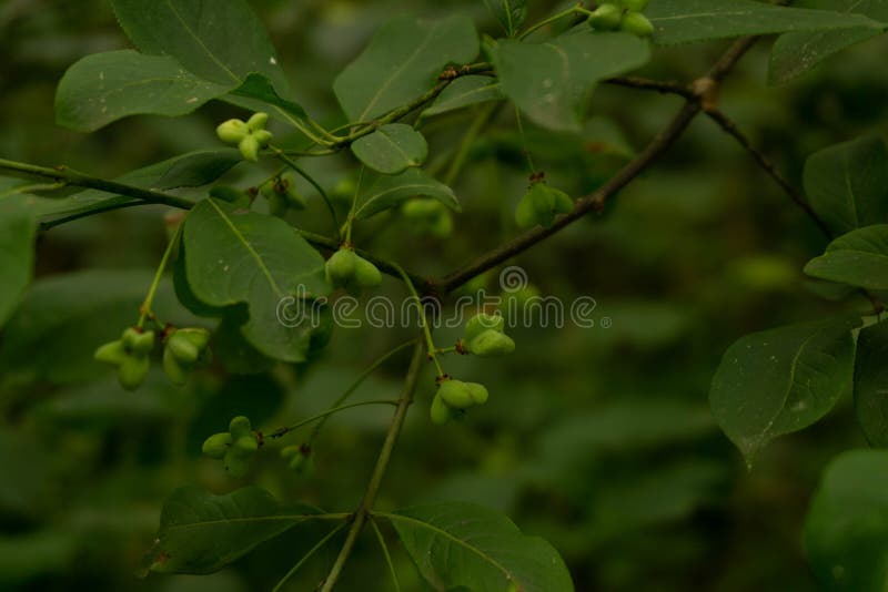 Tree with Amazing Fruits Growing in the Forest Stock Photo - Image of ...