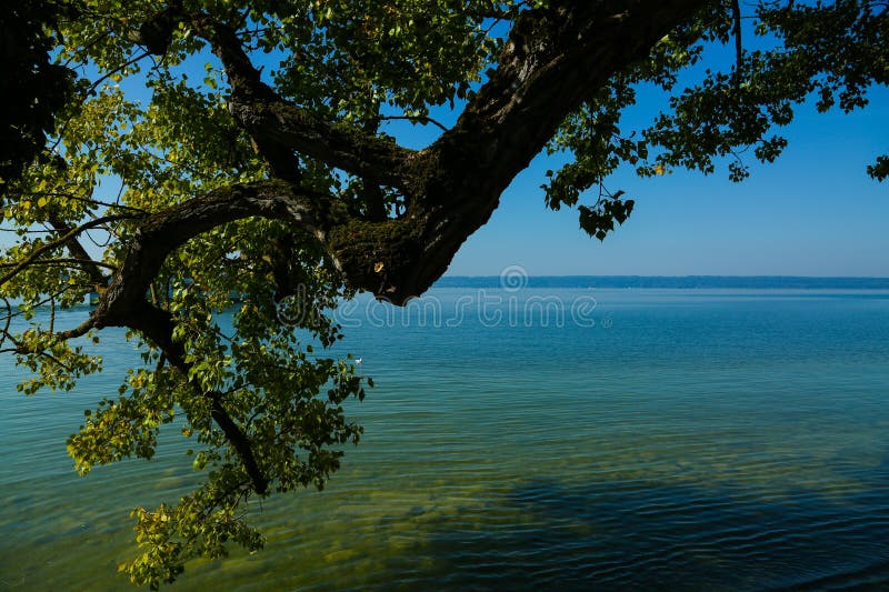 Tree at Ammersee, Hanging Branches in Ammersee, Bavaria Stock Photo ...