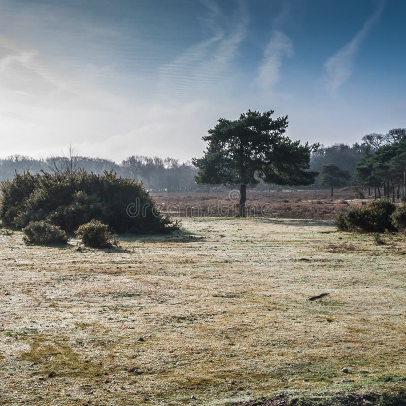 A Tree Amongst Trees stock image. Image of tree, grass - 27784869