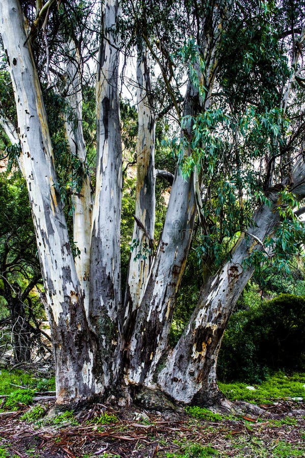 Tree with Ancient Ramifications Stock Photo - Image of ecology ...