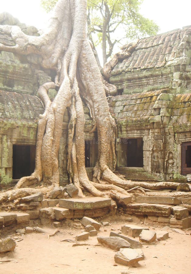 The Tree with Ancient Structure in Cambodia Stock Image - Image of ...