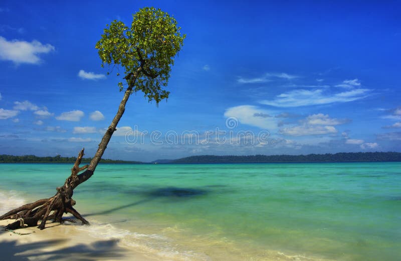 Tree on Andamans stock image. Image of holiday, white - 12824777