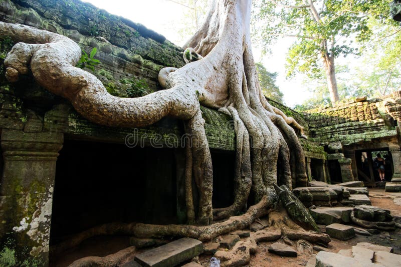 Tree in Angkor stock photo. Image of green, buddha, ruins - 38455562