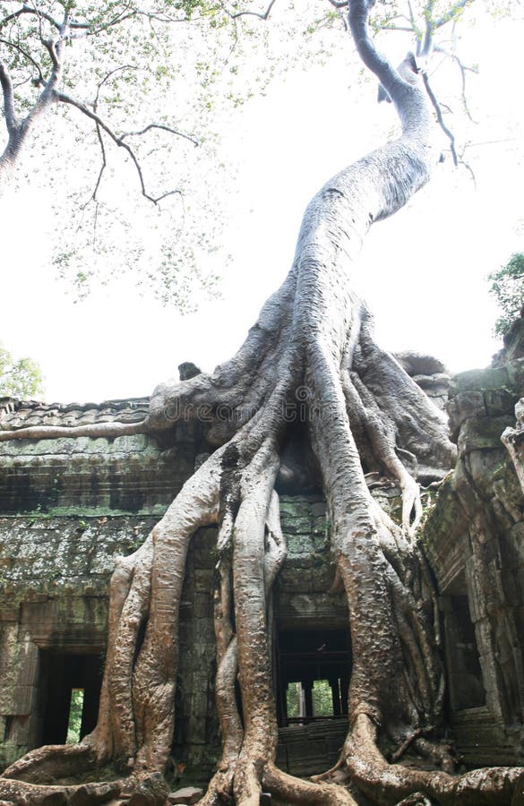 Tree in Angkor stock photo. Image of heritage, plant, archaeology - 7532286