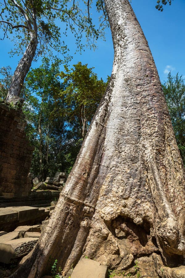 Tree in Angkor stock photo. Image of temple, archaeology - 54194810