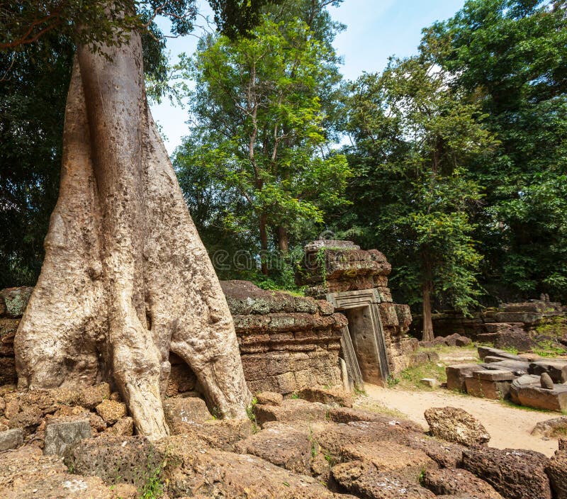 Tree in Angkor stock photo. Image of temple, indochina - 54194820
