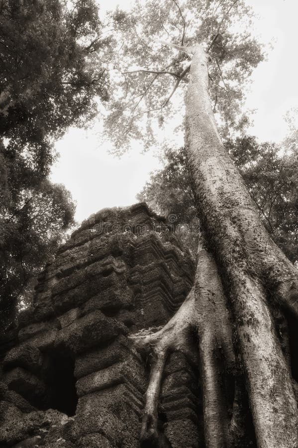 Tree at Angkor temple stock image. Image of culture, infrared - 12323973