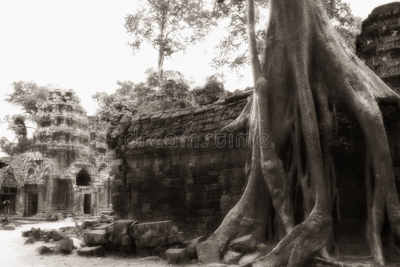 Tree at Angkor temple wall stock photo. Image of famous - 12323988