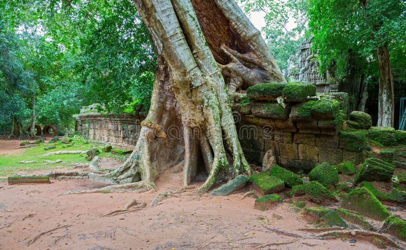 Tree in Angkor Wat stock photo. Image of civilization - 27925230
