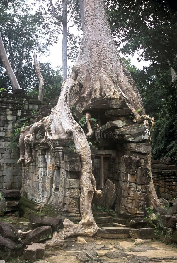 Tree in Angkor Wat, Cambodia Stock Image - Image of forest, heritage ...
