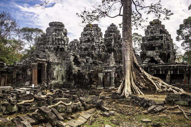 Tree in Angkor Wat, Cambodia, South East Asia. Stock Photo - Image of ...