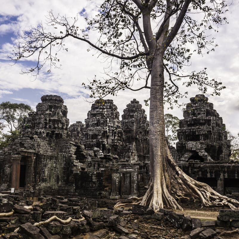 Tree in Angkor Wat, Cambodia, South East Asia. Stock Photo - Image of ...