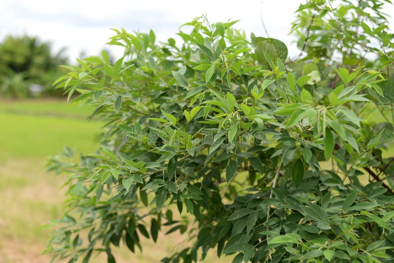 Tree Angola Pea, Congo Pea stock photo. Image of sugar - 59243670