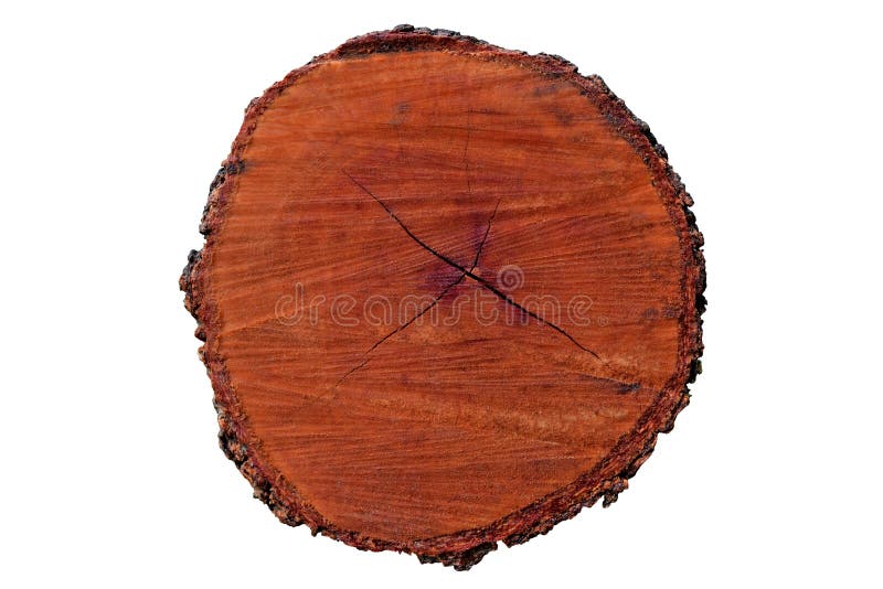 Tree Annual Ring Circle Wood (Die Cutting) Stock Image - Image of plant ...