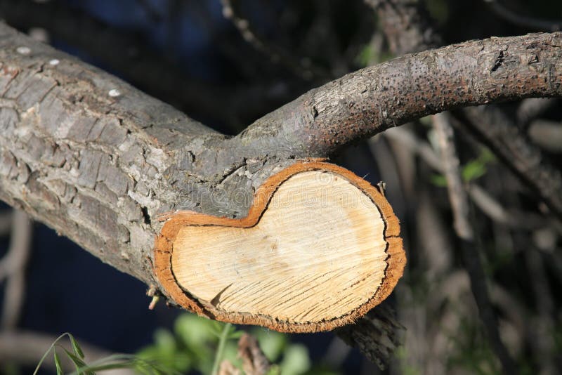 Tree Annual Rings stock photo. Image of abstract, annua - 21247542