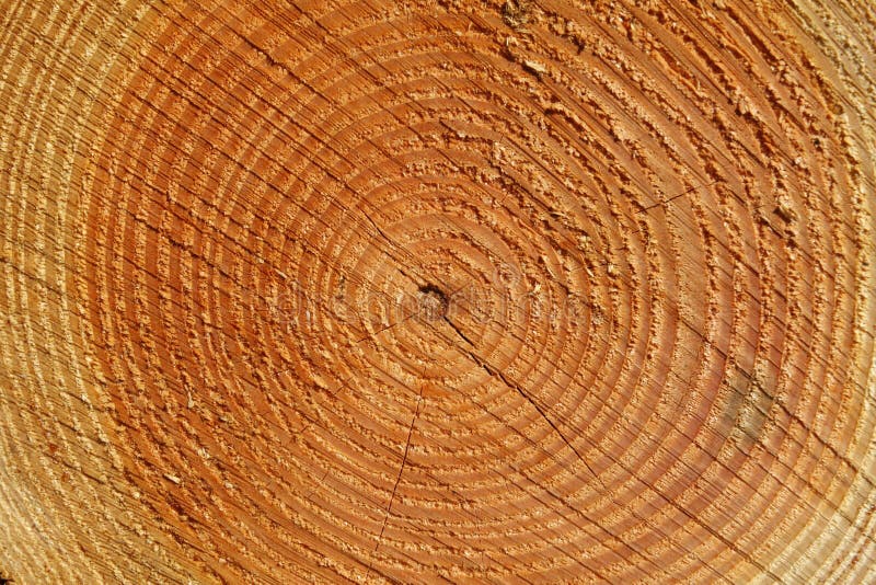 Annual Rings on a Tree Trunk Stock Photo - Image of branch, time: 18852704
