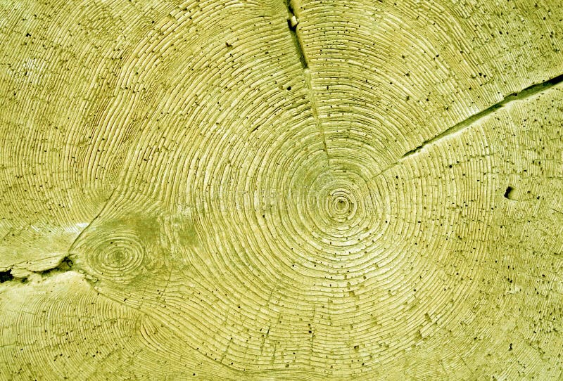 Tree Annual Rings Texture Yellow Tone Stock Photos - Free & Royalty ...