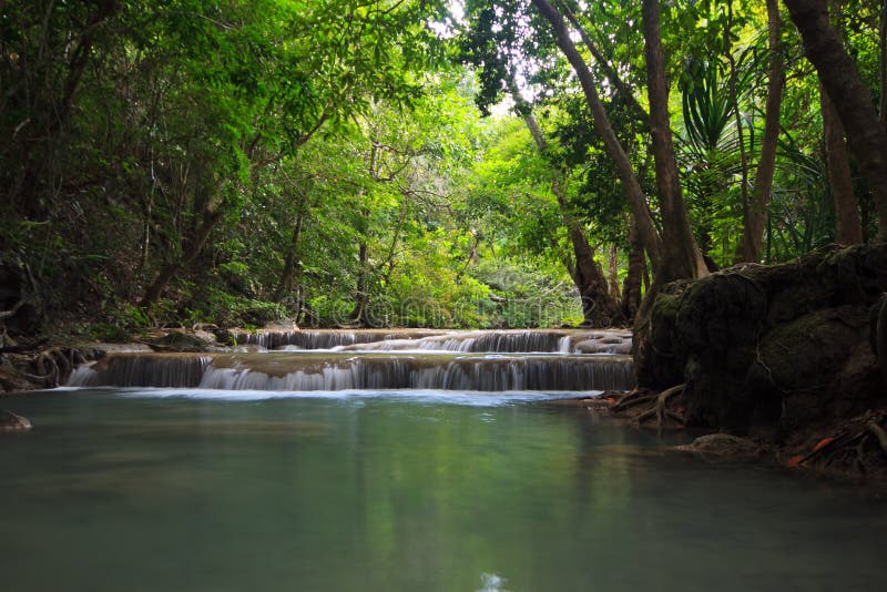 Tree Appalachian, Branch, Waterfall Stock Image - Image of north, creek ...