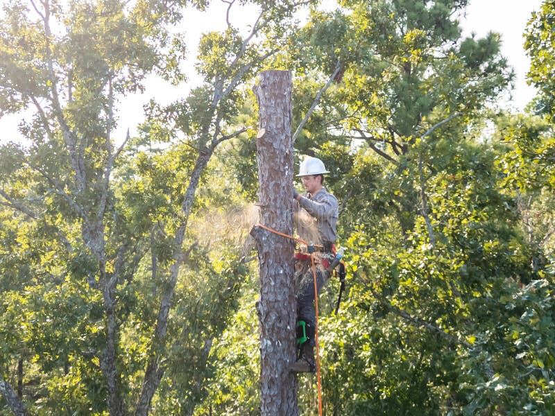Tree Arborist Climbing High in Pine Tree To Cut Trunk Stock Image ...