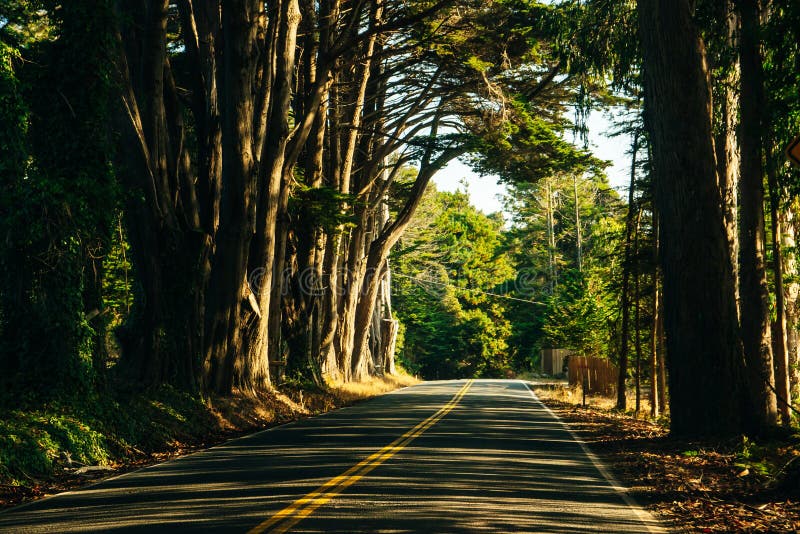 Tree Arch Highway 1 on the Pacific Coast, California, USA. Stock Image ...