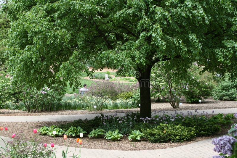 Tree arching over garden stock photo. Image of flowers - 14400856