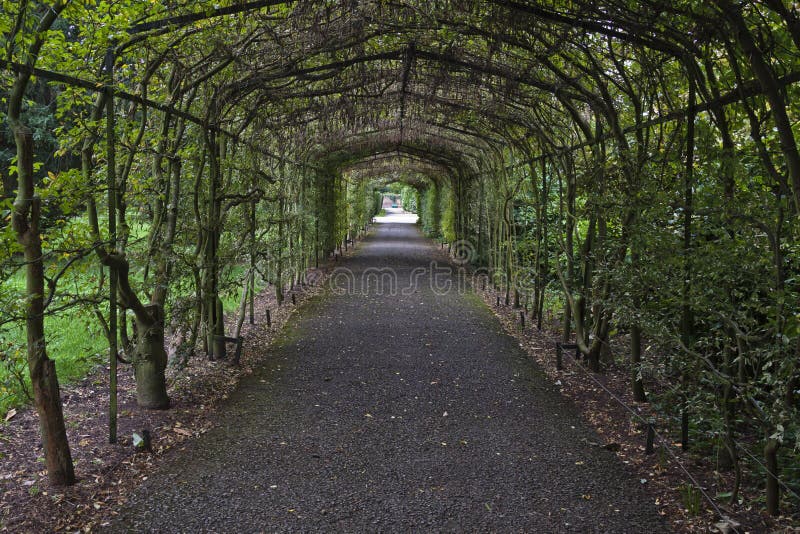 Tree Archway stock photo. Image of nature, leaf, hampton - 36940586