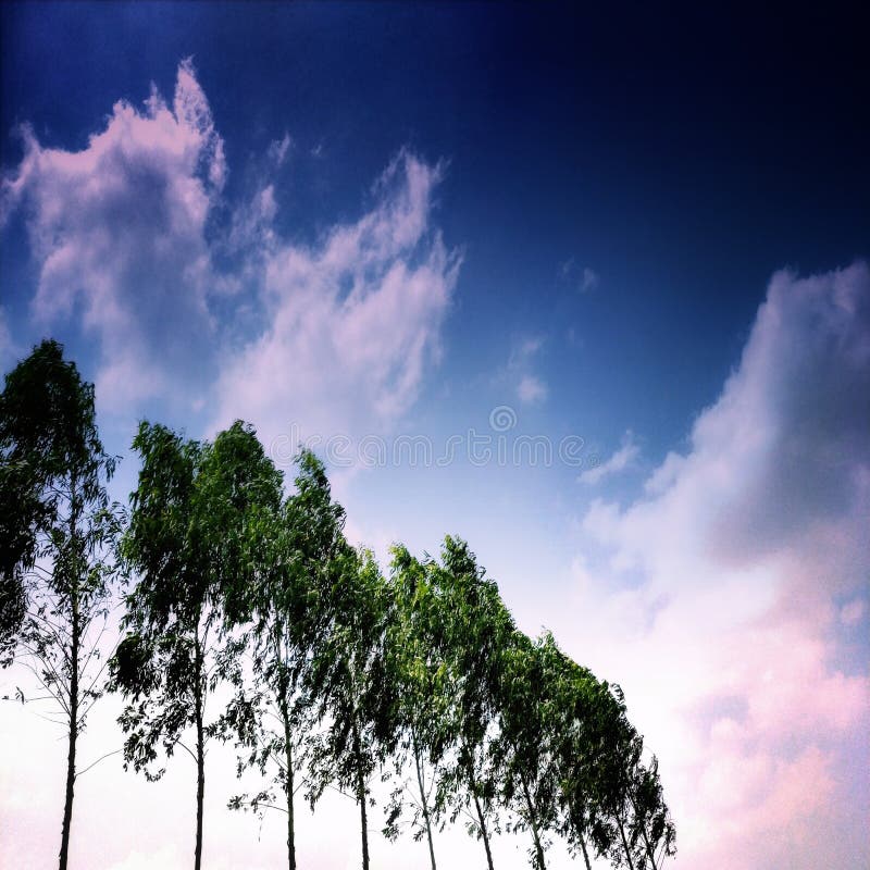 Tree Area Green Leaf Sky No People Nature Lover Stock Image - Image of ...