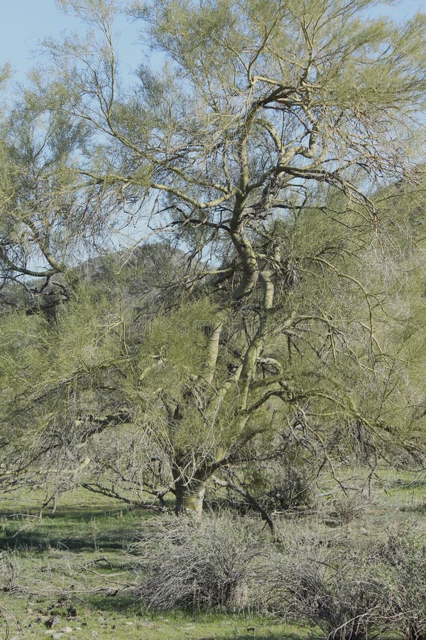 Tree Arizona desert stock photo. Image of sunny, trail - 36676104