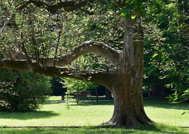 Tree with arm stock photo. Image of park, vacation, tree - 84077770