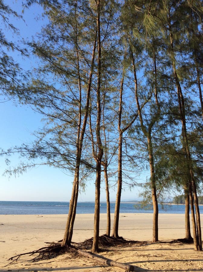 Tree stock image. Image of tree, vacation, summer, beach - 45633625