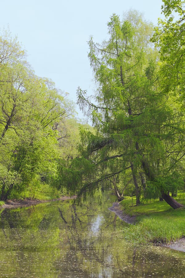 Tree around pond stock photo. Image of season, russia - 25456462