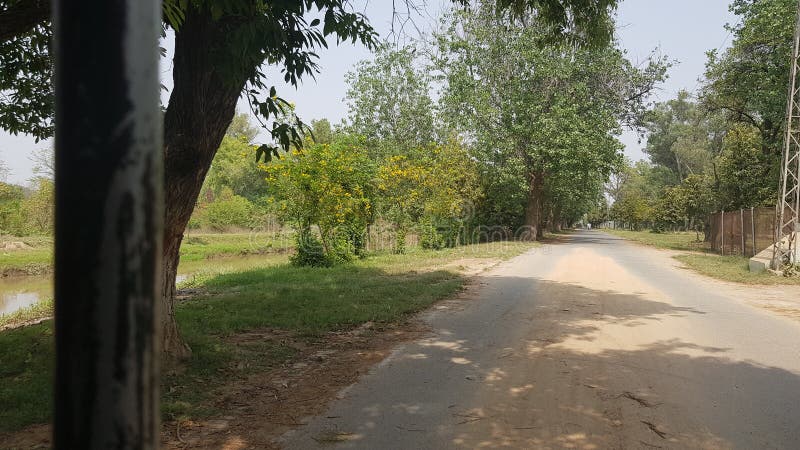 Tree around road stock photo. Image of forest, tree - 190844206