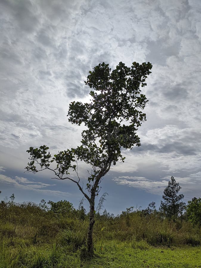 The Tree Around the Weeds Ground Stock Image - Image of nature, field ...