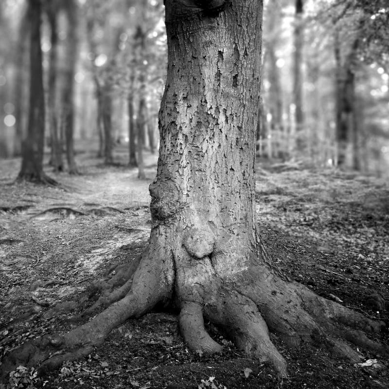 Dinosaur feet walking stock image. Image of cretaceous - 102258491