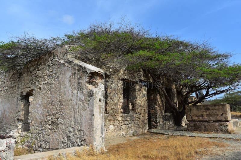 Tree in Aruba Growing through Gold Mill Ruins Stock Photo - Image of ...