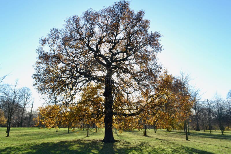 Trees Weak Roots Stock Photos - Free & Royalty-Free Stock Photos from ...