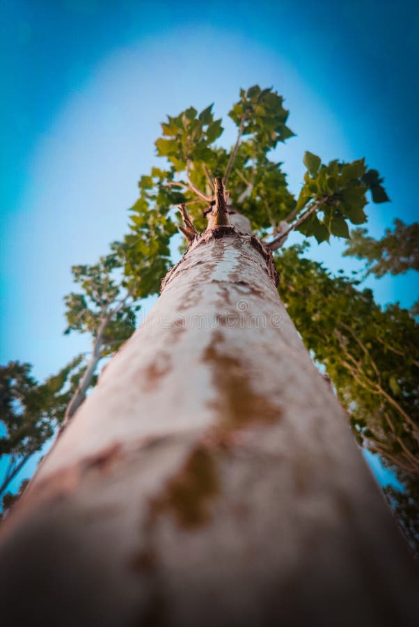 A Tree As Seen from Bottom Gives a Different Perspective Stock Image ...