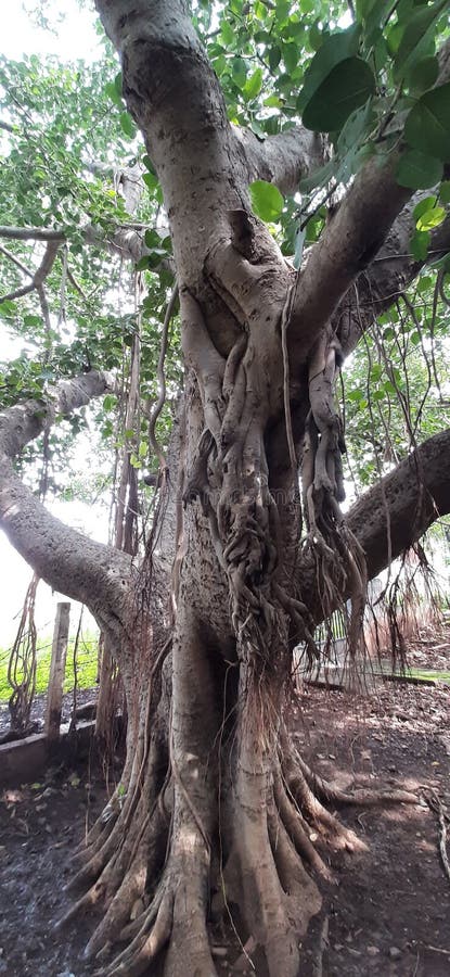 Old Big Tree Gives More Oxygen Stock Photo - Image of tree: 156284238