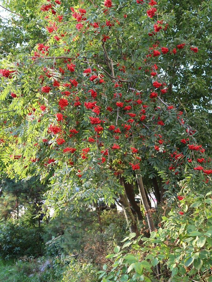 Tree ashberry stock photo. Image of blossom, beauty - 101302504