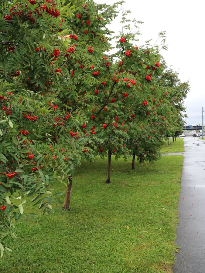 Tree ashberry stock image. Image of garden, tree, nature - 101317437
