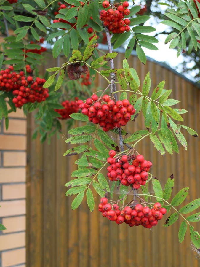 Tree ashberry stock photo. Image of bush, garden, spring - 101325346