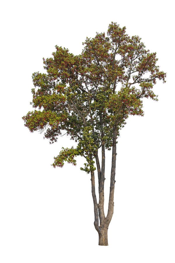 Tree in Asia Isolated Background Stock Photo - Image of jungle, leafs ...