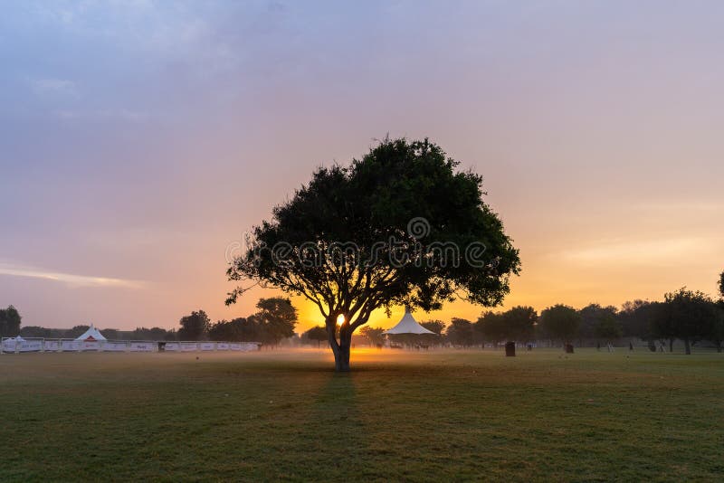 A Tree in Aspire Park Doha, Qatar. Editorial Photo - Image of doha ...