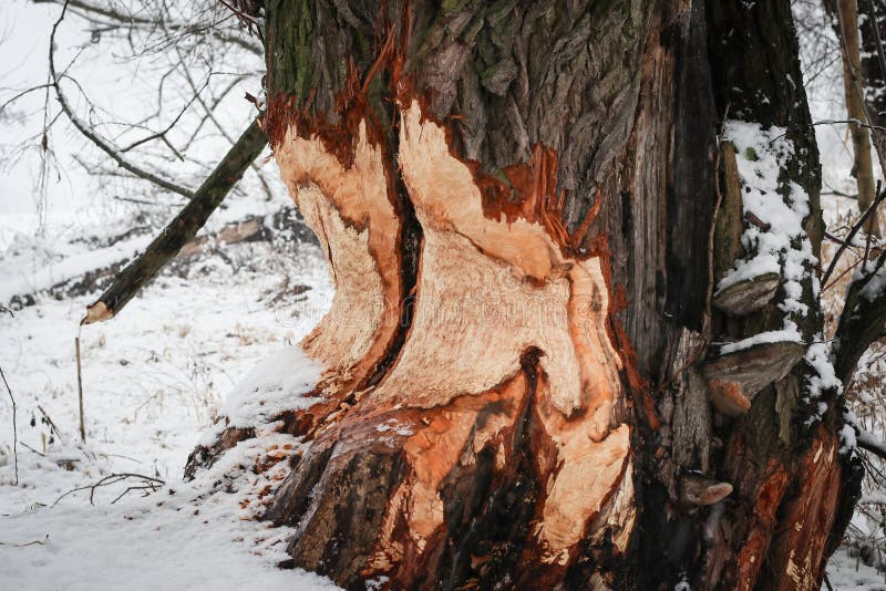 Tree ate by beaver stock image. Image of ecology, mark - 214492113