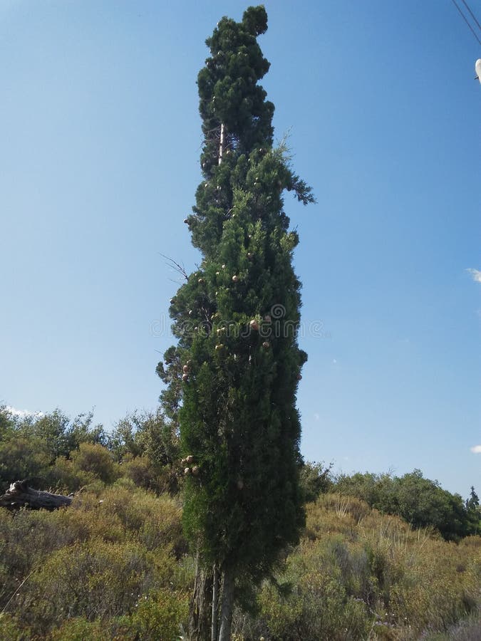 Tree in Athens Greece stock photo. Image of forest, nature - 150558208