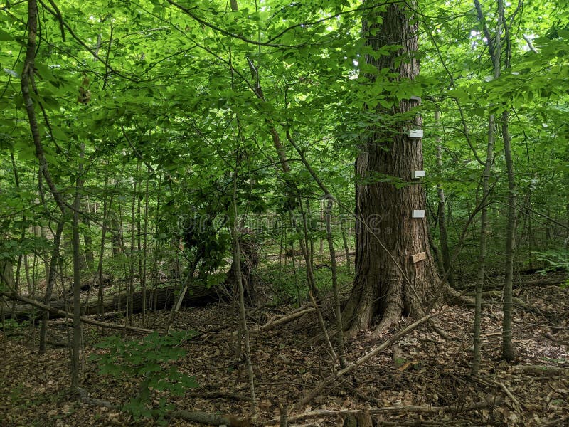 Tree with Attached Ladder Steps in Lush Green Forest Stock Photo ...