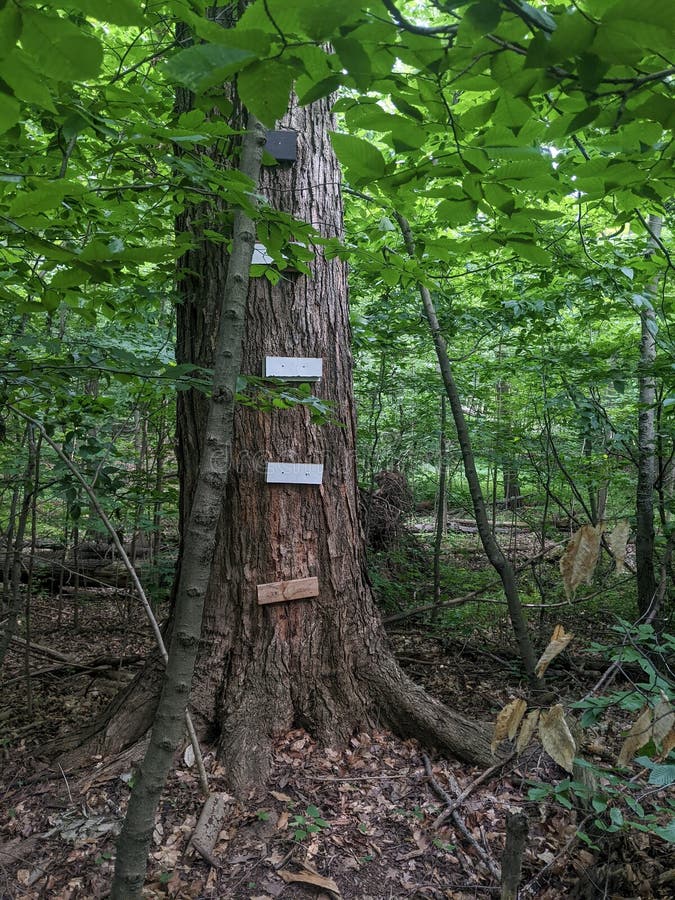 Tree with Attached Ladder Steps in Lush Green Forest Stock Photo ...