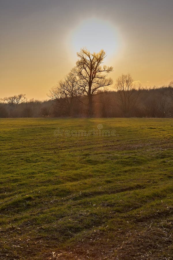 The Tree and the Aura of Spring Stock Image - Image of aura, sunset ...