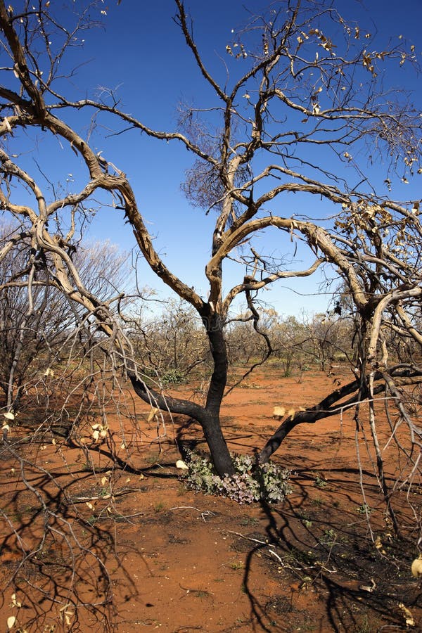 Trees in Bushveld stock photo. Image of ratmandude, countryside - 11534228